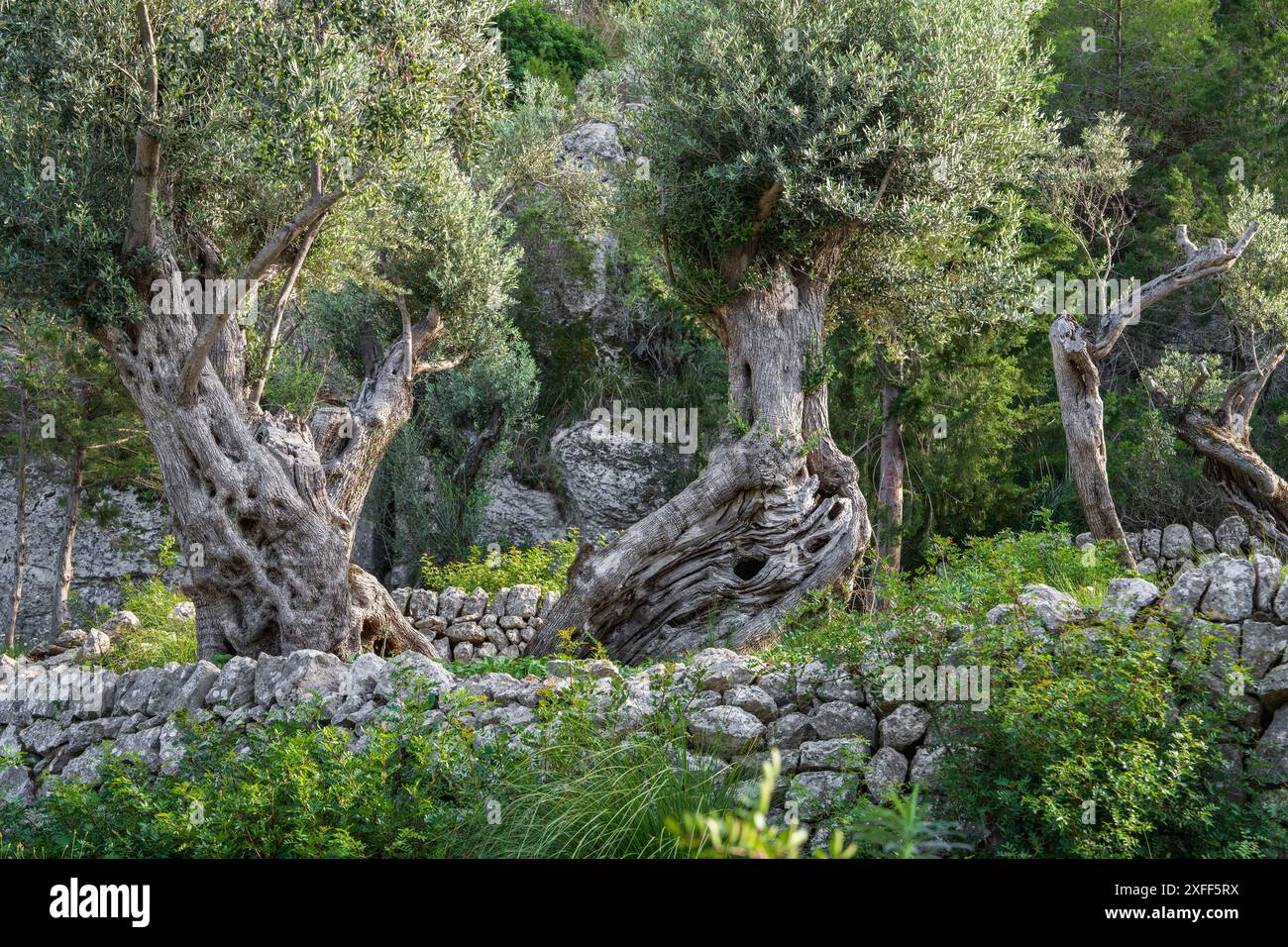 Picturesque view of olive trees. Path made of stones among an olive ...