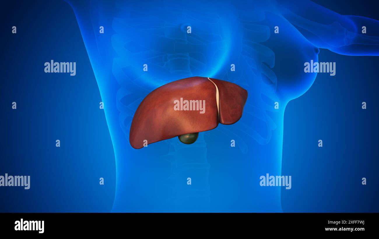 Female liver hi-res stock photography and images - Alamy