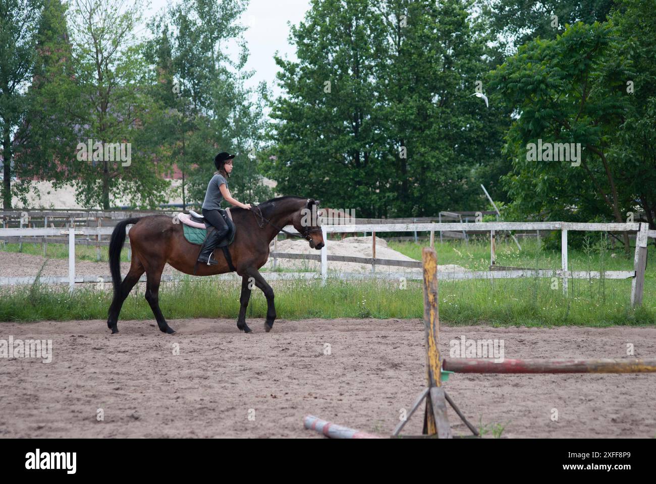 Teenage girl learning to gallop on horseback Stock Photo - Alamy