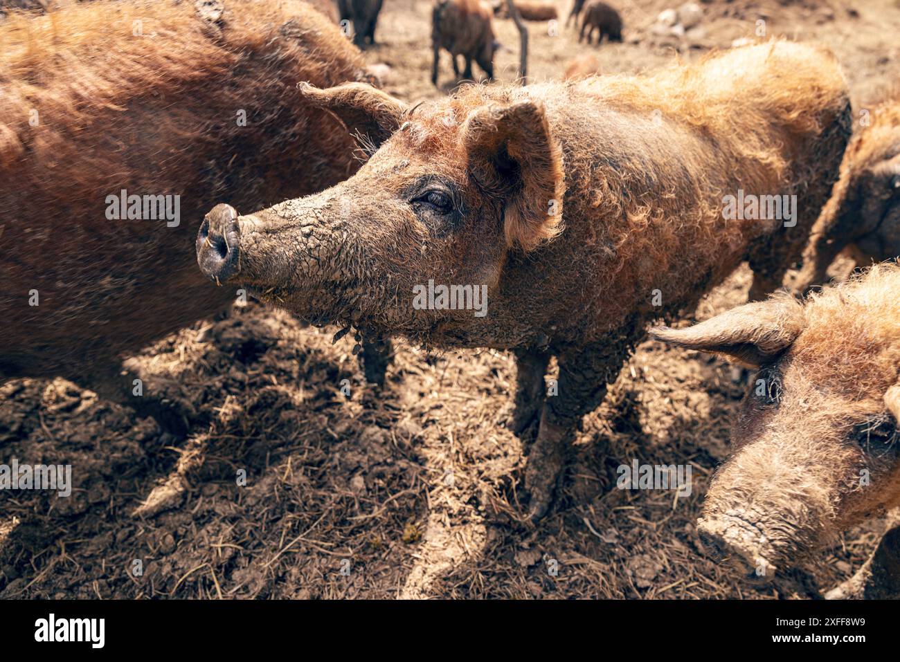 Mangalica pig hungarian rare hi-res stock photography and images - Alamy