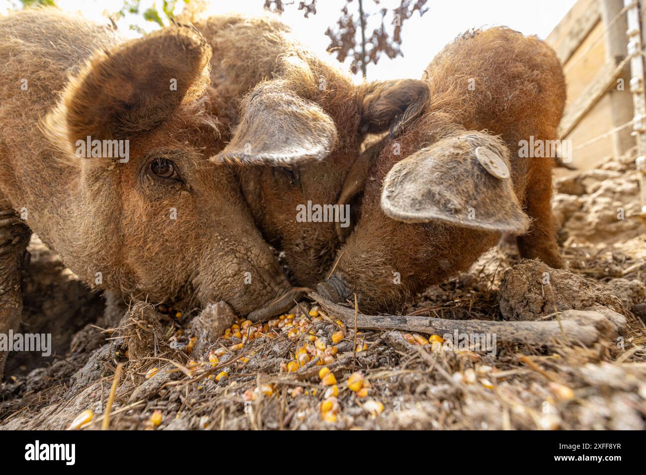 Pig eating corn hi-res stock photography and images - Alamy