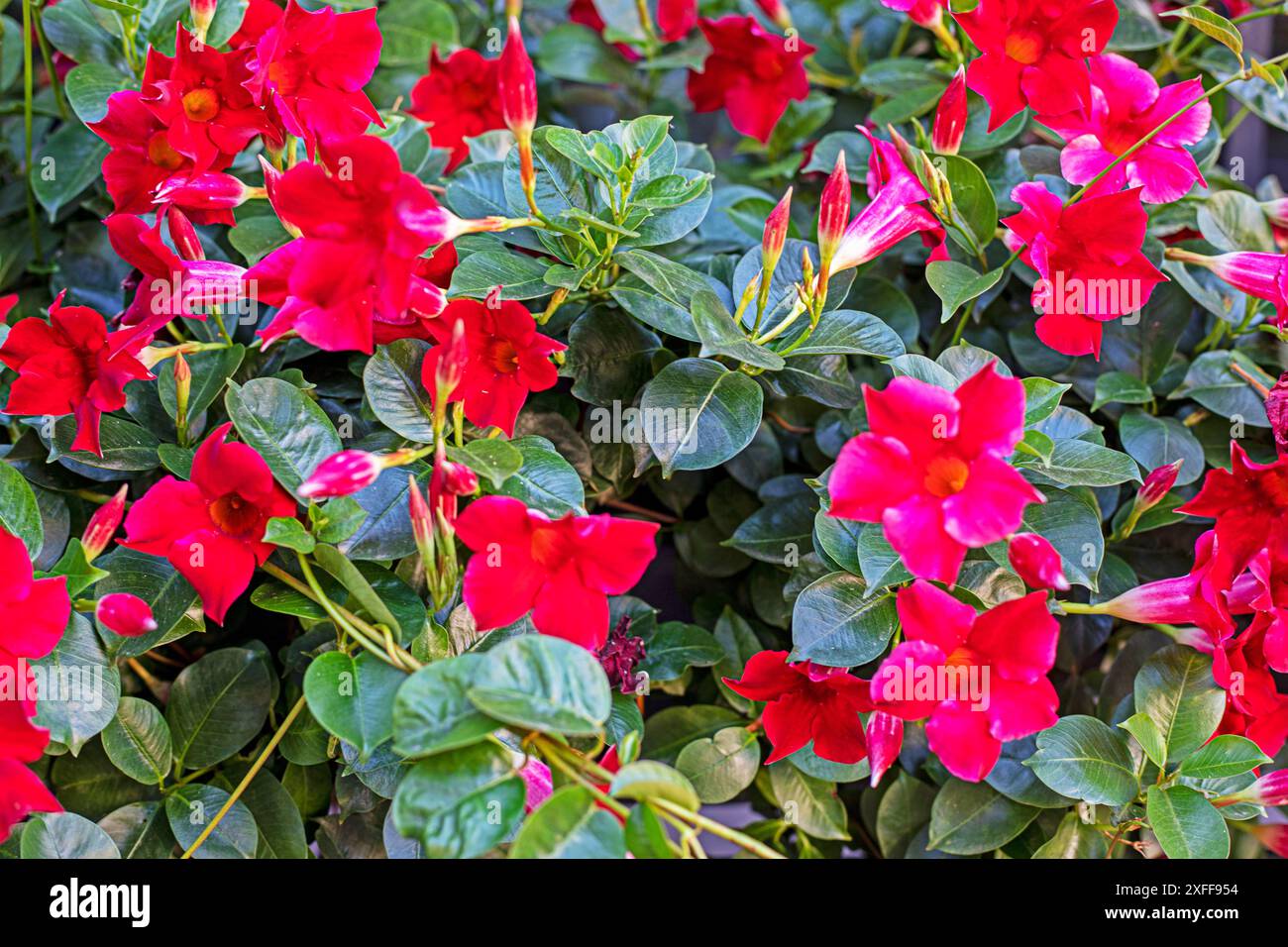 natural background of red summer flowers. Gardeners and growing plants ...