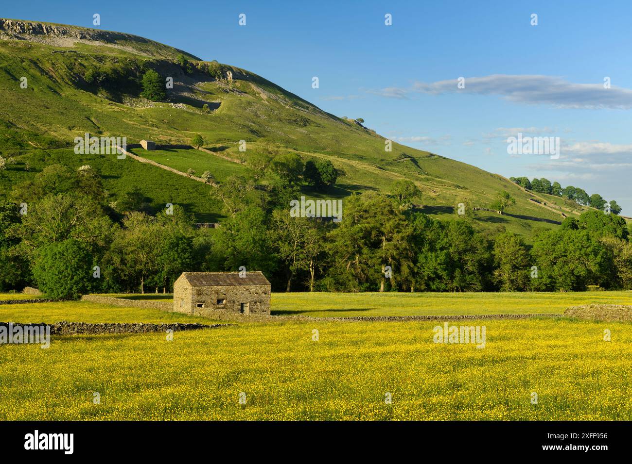 Picturesque Swaledale upland wildflower meadows (old stone barn ...