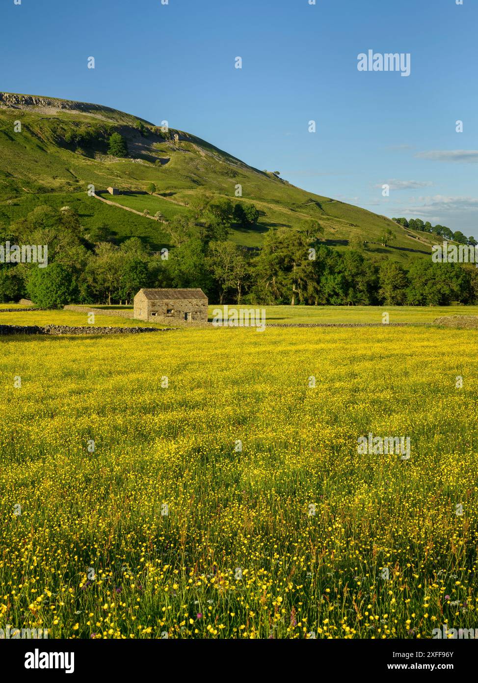 Picturesque Swaledale upland wildflower meadows (old stone barn ...