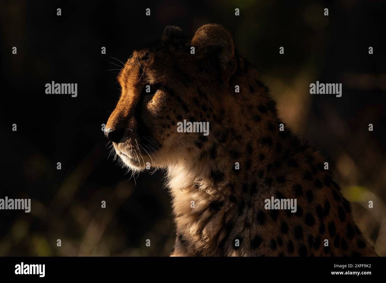 Cheetah sunset hi-res stock photography and images - Alamy