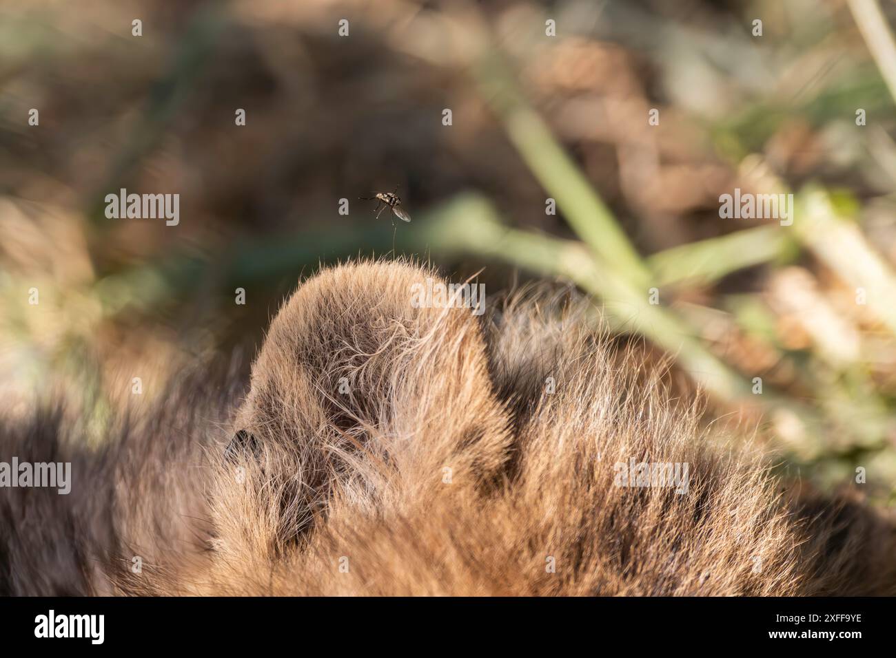 Cheetah ear and fly Stock Photo - Alamy