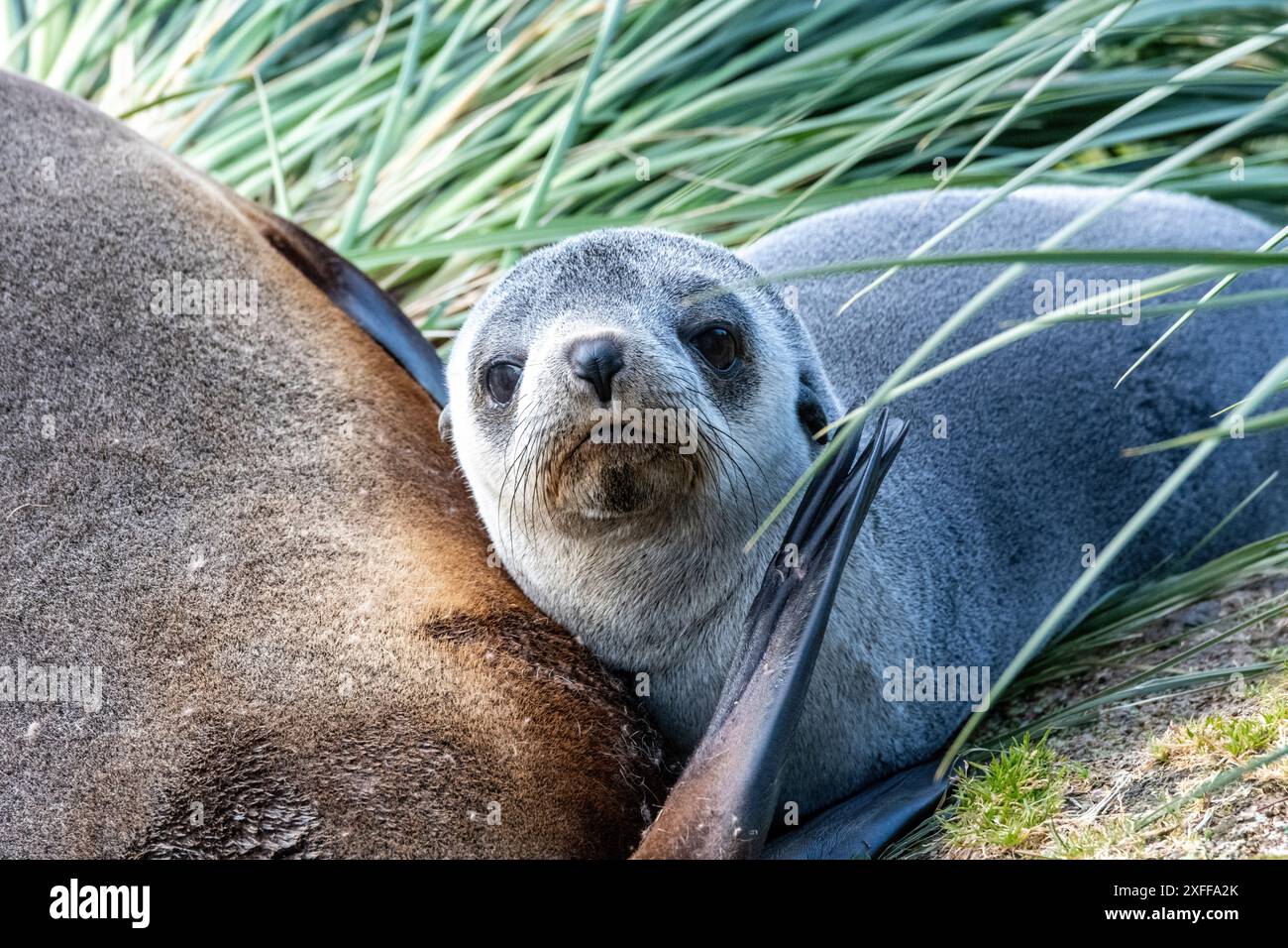 Fur seal pup Stock Photo - Alamy