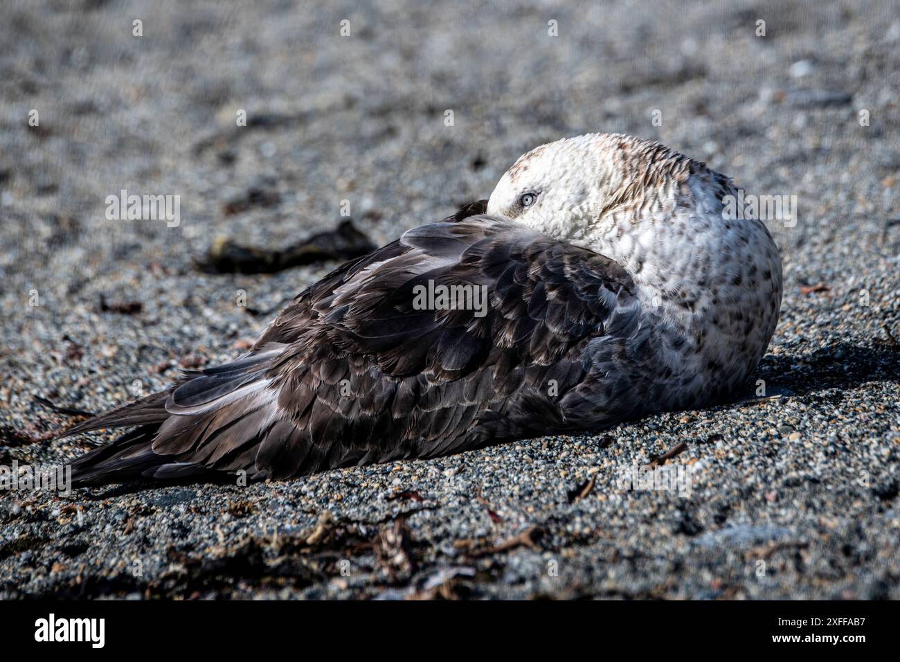 Giant petrel antarctica hi-res stock photography and images - Alamy