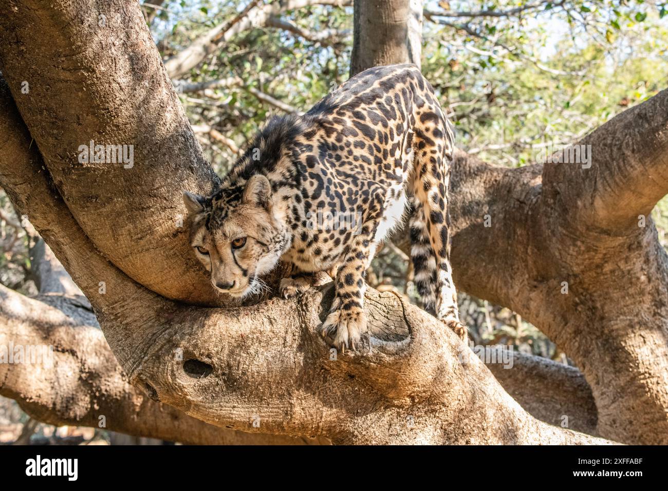 King cheetah climbing tree Stock Photo - Alamy