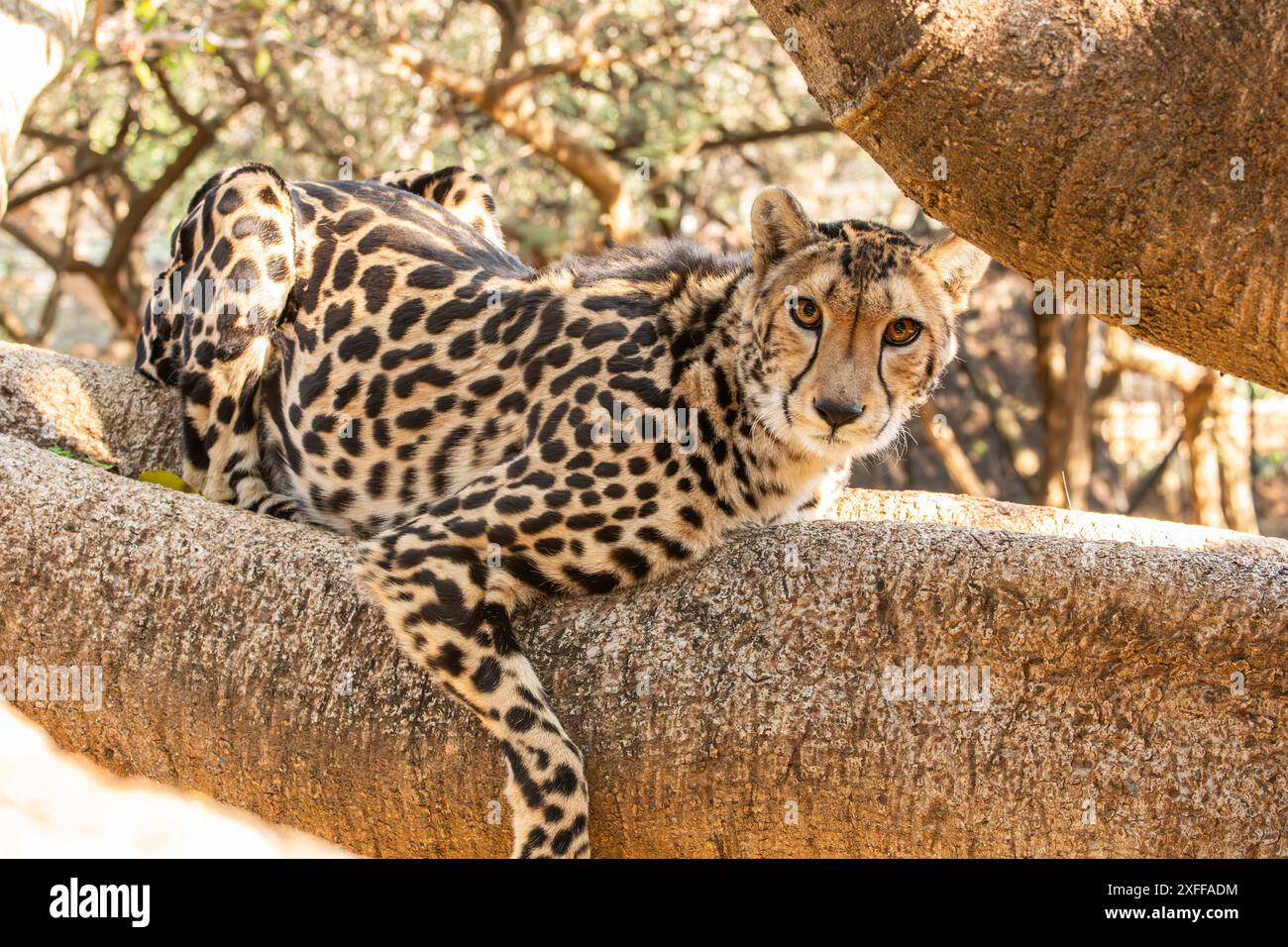 King cheetah in tree Stock Photo - Alamy
