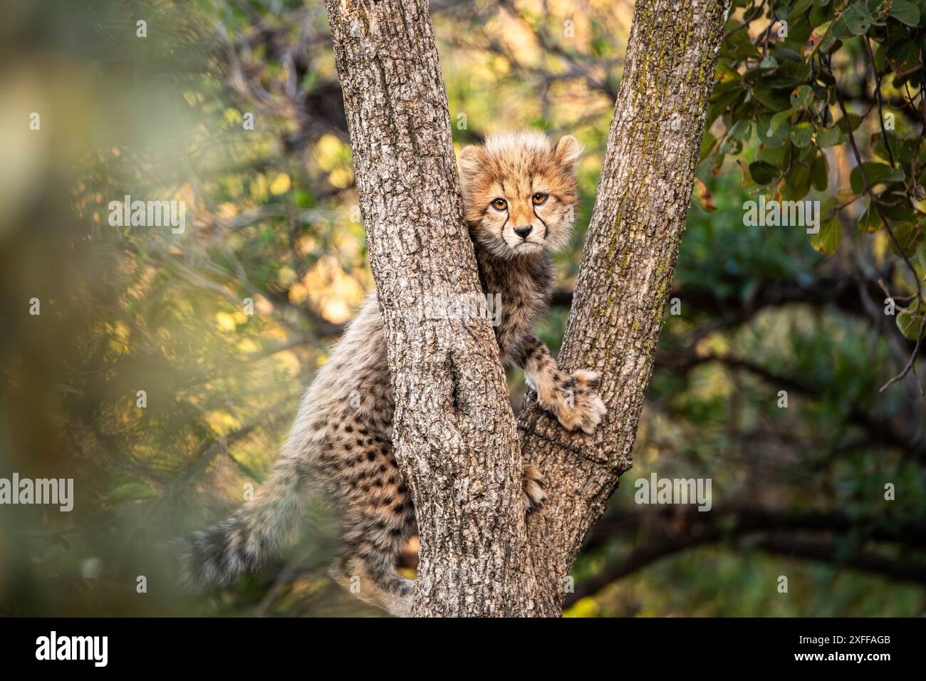 Cheetah cub climbing tree Stock Photo - Alamy
