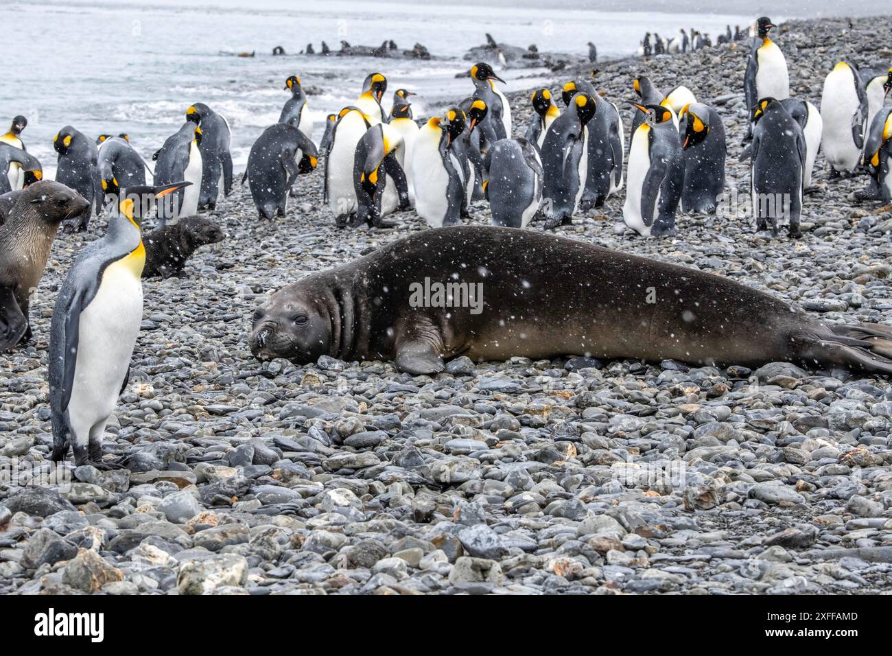 Elephant seal and King penguin Stock Photo - Alamy