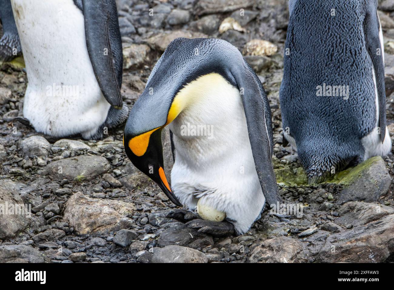 Penguin king egg hi-res stock photography and images - Alamy