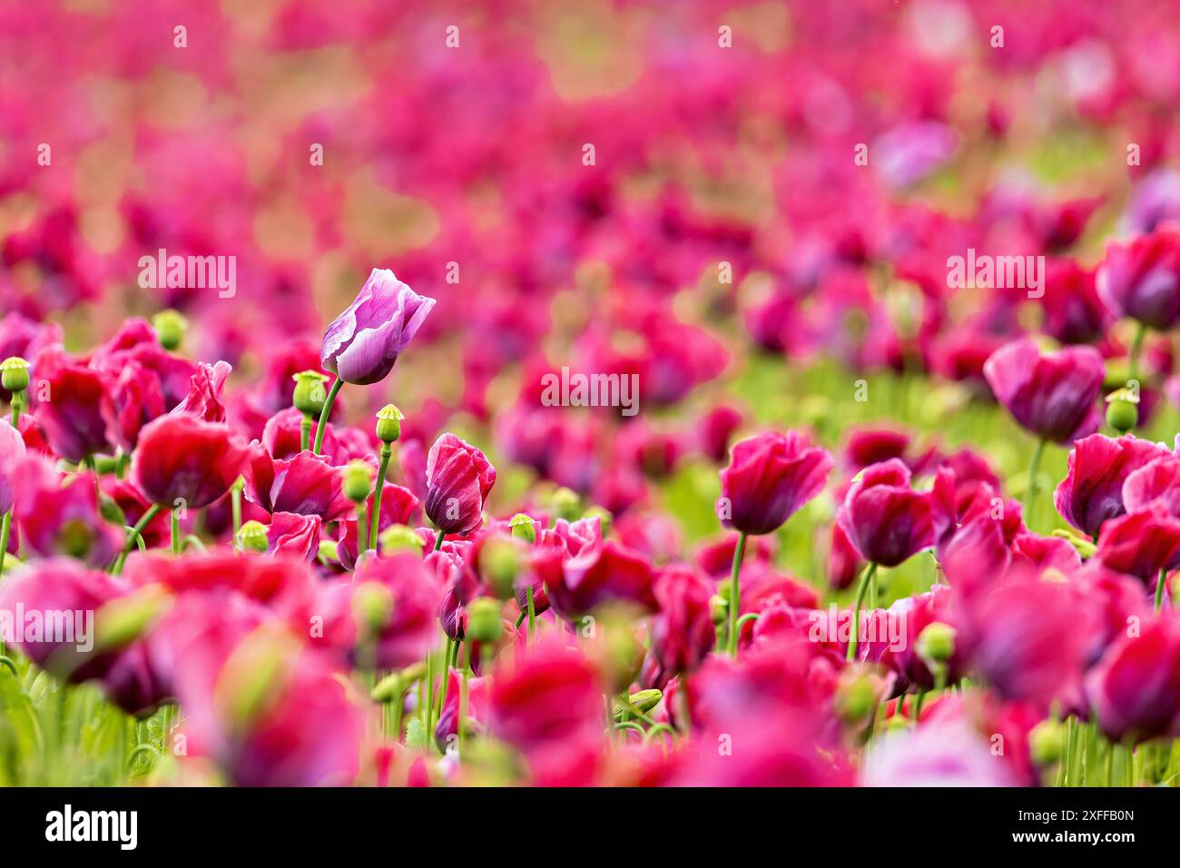 Pink opium poppies on a field Stock Photo - Alamy