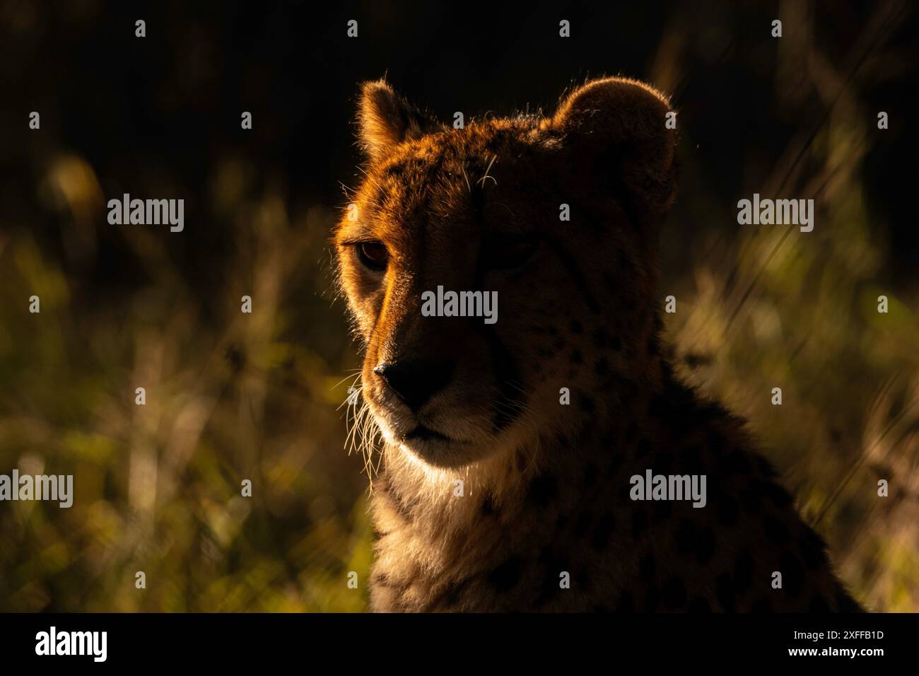 Cheetah sunset hi-res stock photography and images - Alamy