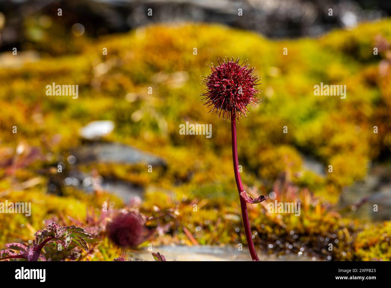 Acaena hi-res stock photography and images - Alamy