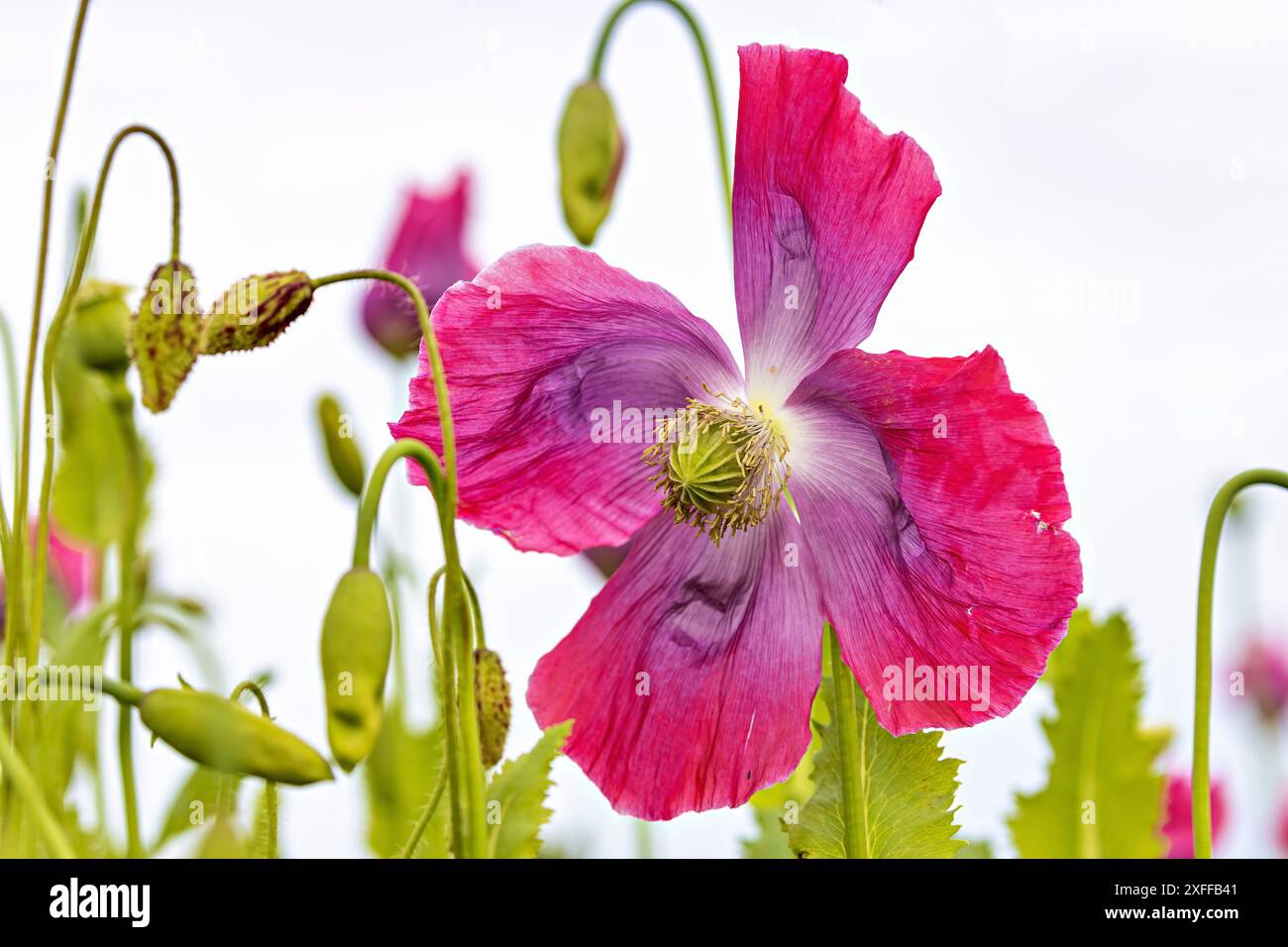 Pink opium poppies on a field Stock Photo - Alamy