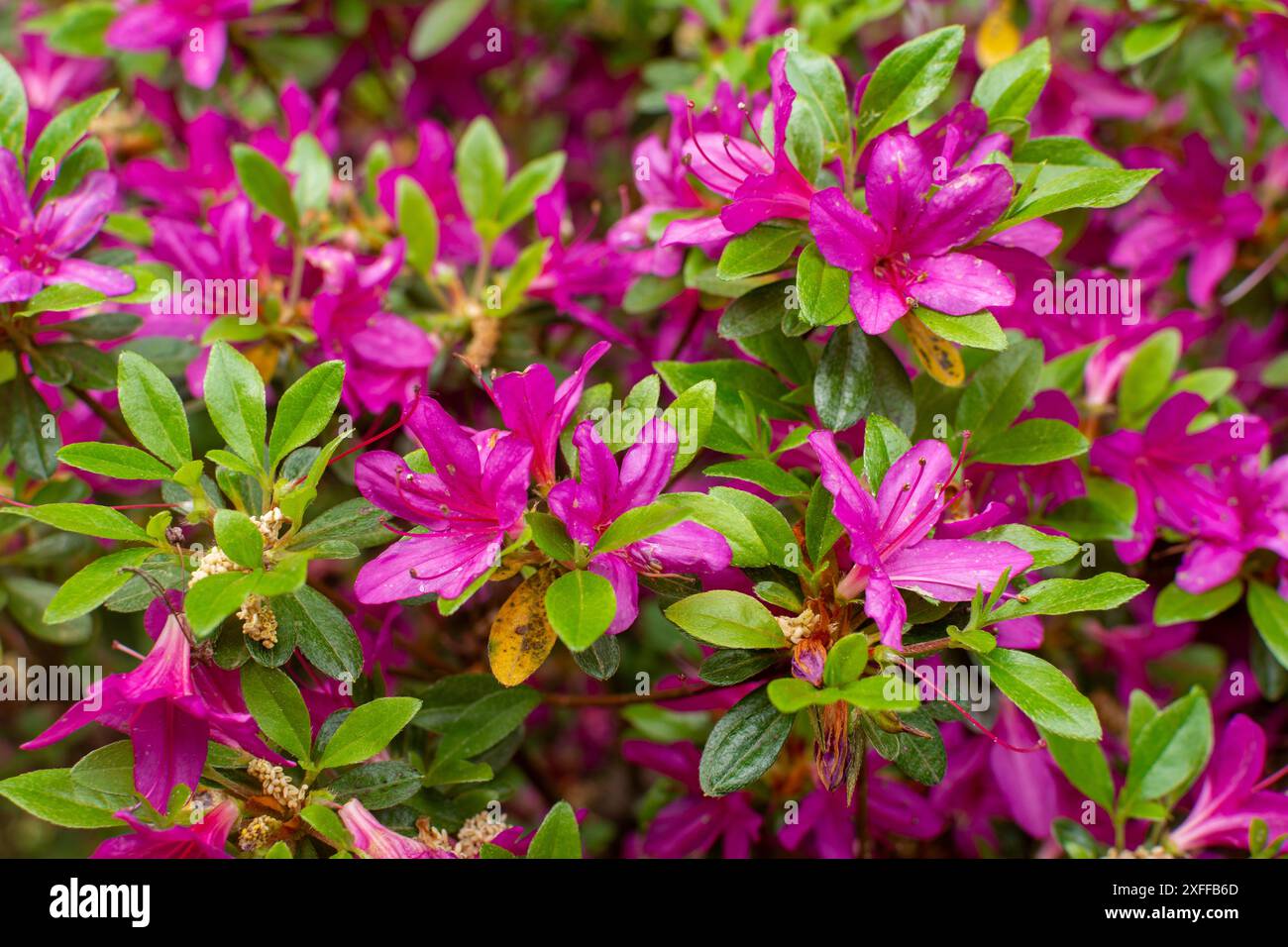 A regal cloak unfurls! Vibrant purple azalea flowers, clustered and ...