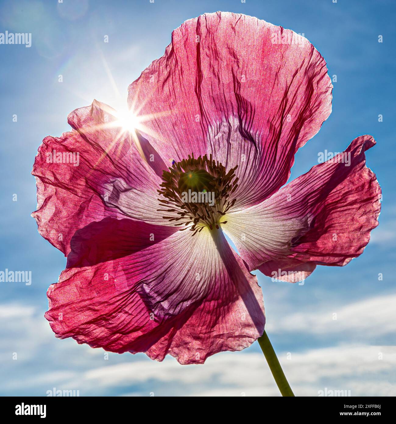 Pink opium poppies on a field Stock Photo - Alamy