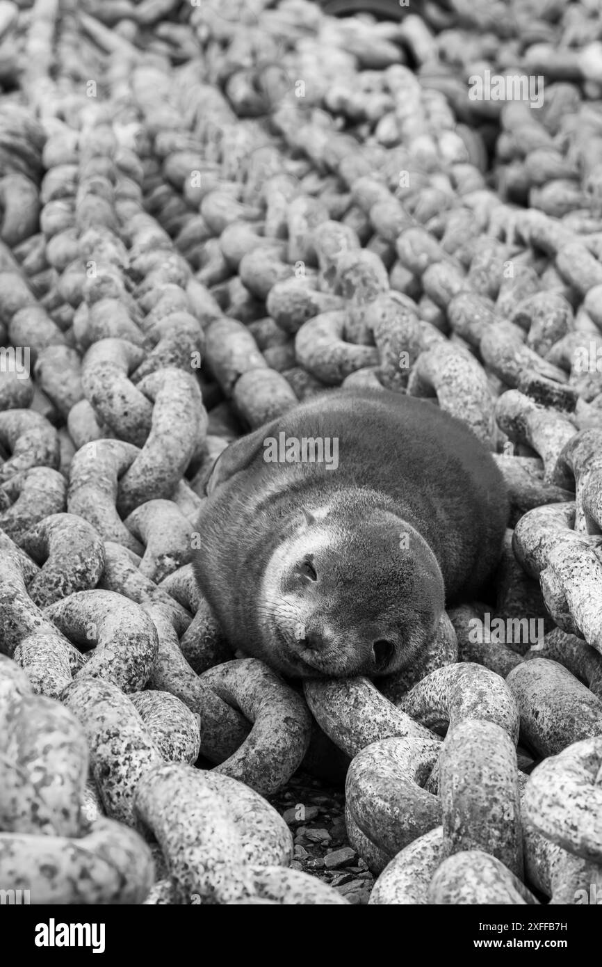 Seal on anchor chain Stock Photo - Alamy