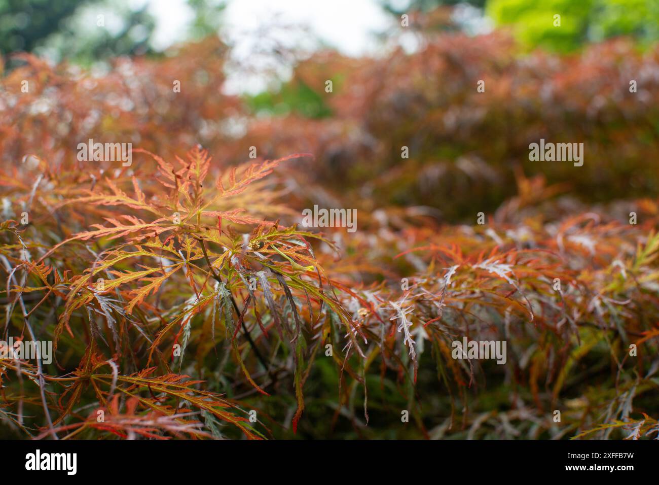 Fiery foliage ablaze! Lacy red leaves of a Japanese maple glow with ...