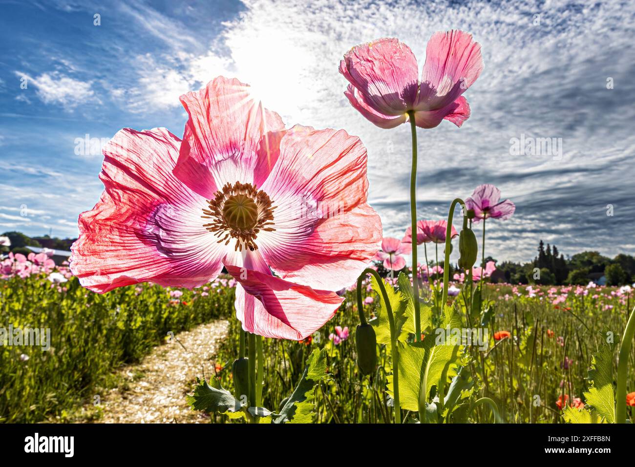 Field of pink wildflowers hi-res stock photography and images - Alamy