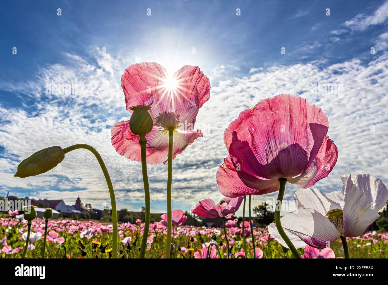 Pink opium poppies on a field Stock Photo - Alamy