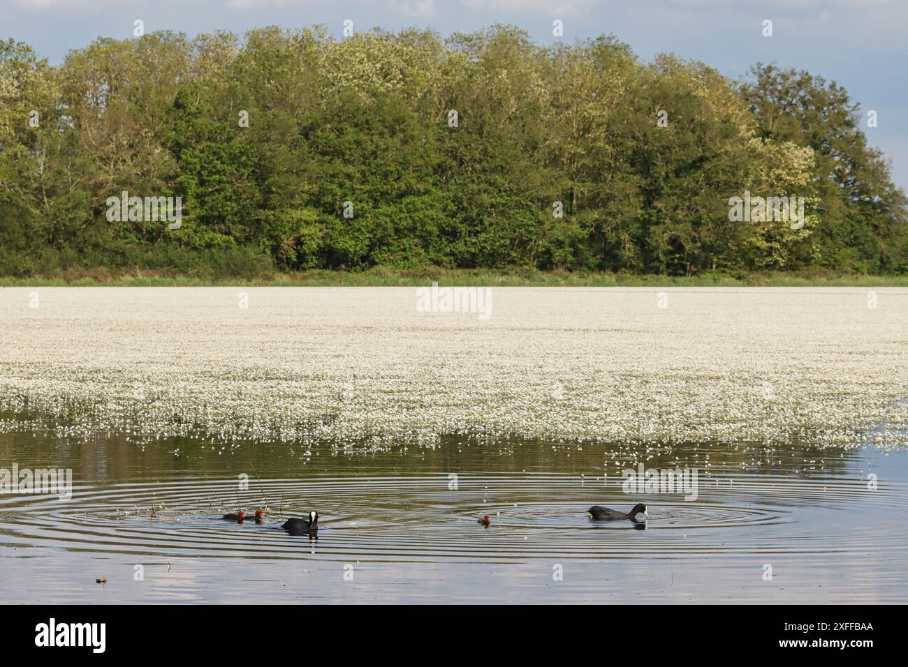 European coots family on the pond and water buttercups, La Dombes ...