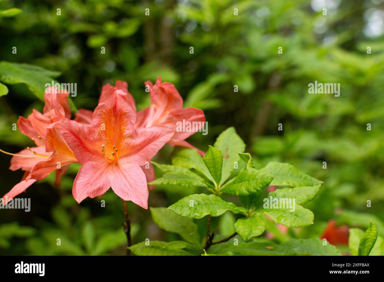 Five orange azalea flowers hi-res stock photography and images - Alamy
