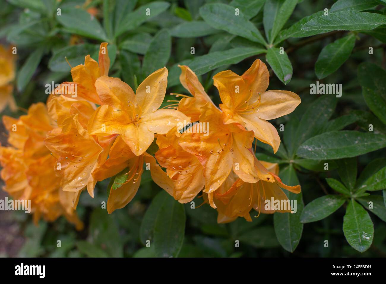 A sunrise on a bush! Delicate, light orange blooms unfurl on the ...