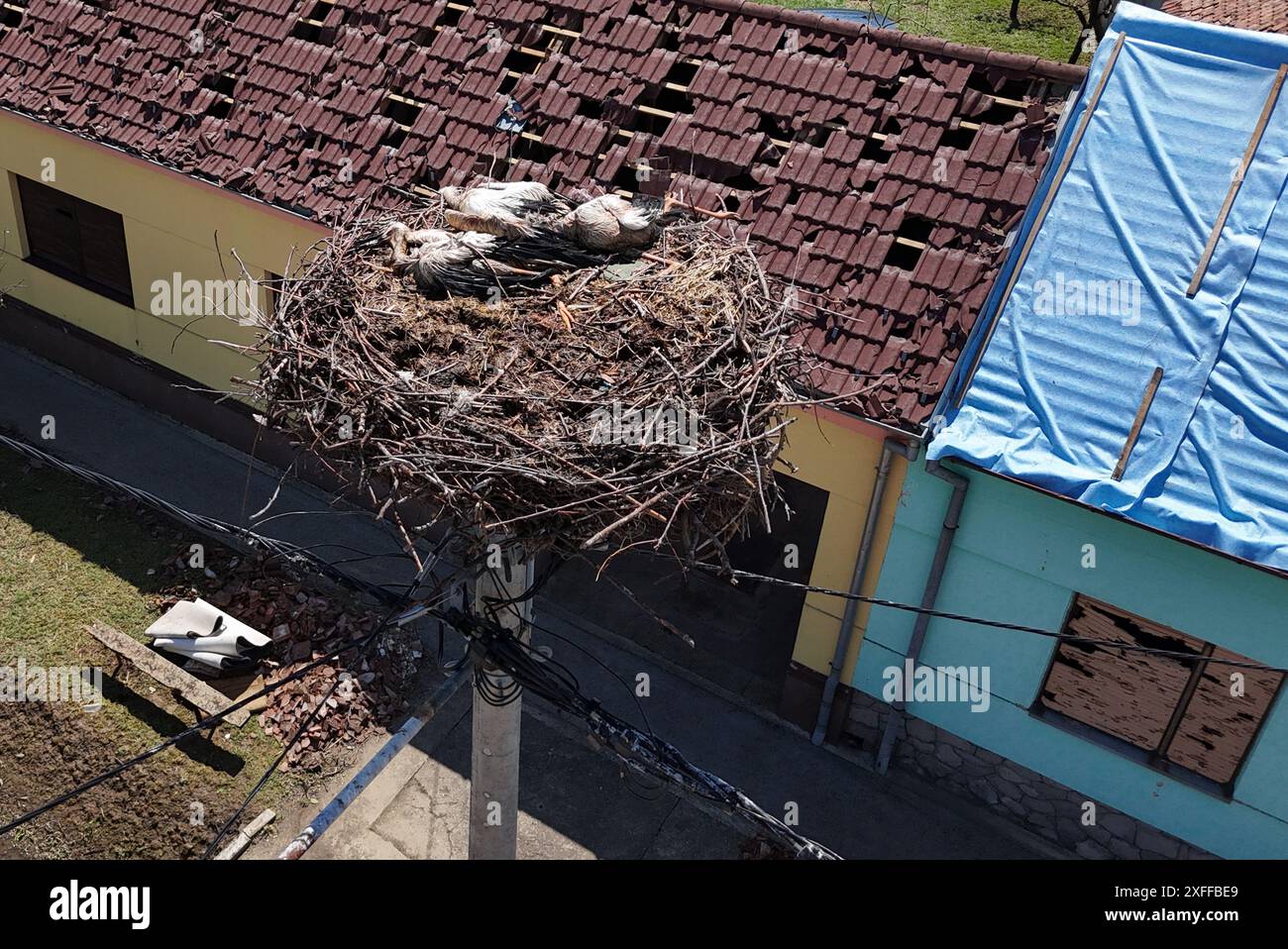 Osijek, Croatia. 03rd July, 2024. Drone photos show dead storks in ...
