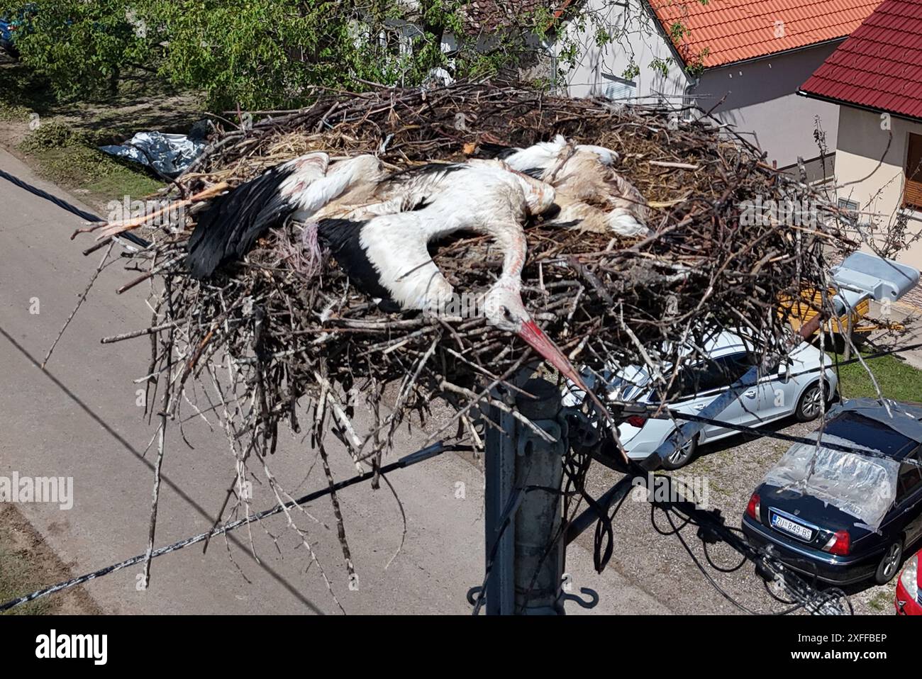 Osijek, Croatia. 03rd July, 2024. Drone photos show dead storks in ...