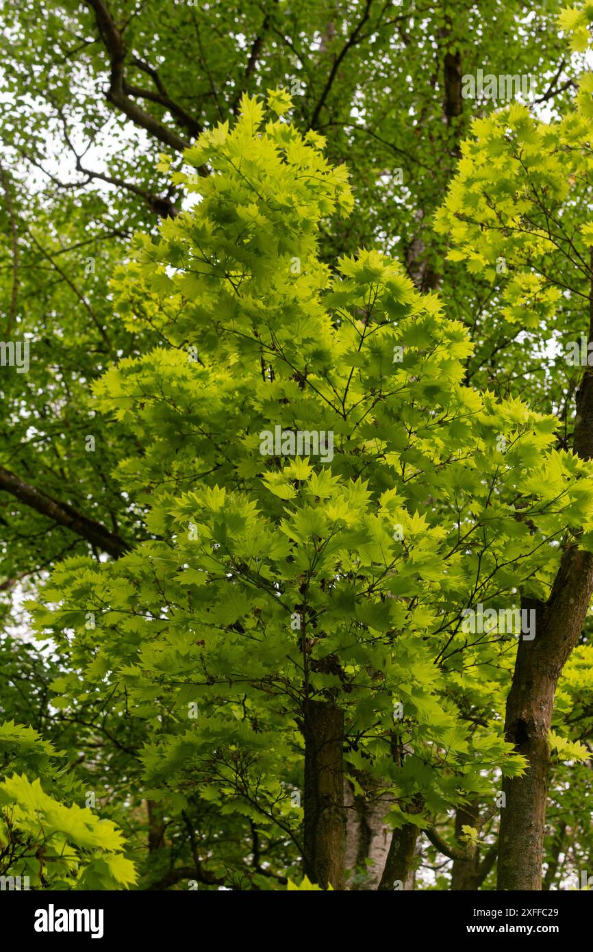 A cascade of green unfolds. Delicate branches of Acer shirasawanum ...