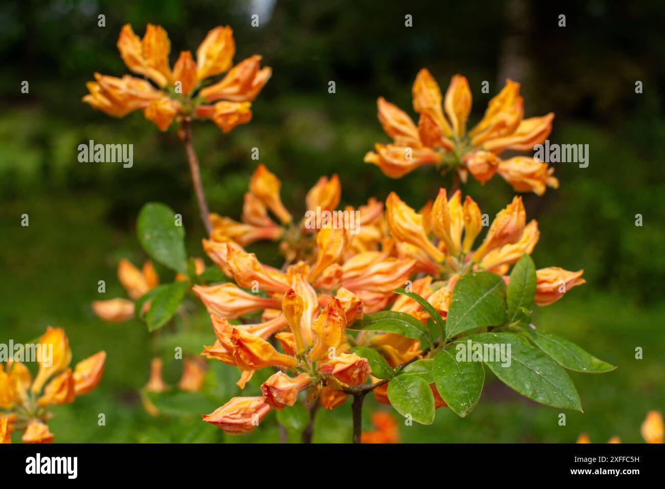 A fiery sunrise unfolds. Yellow and orange azalea blooms, ruffled and ...