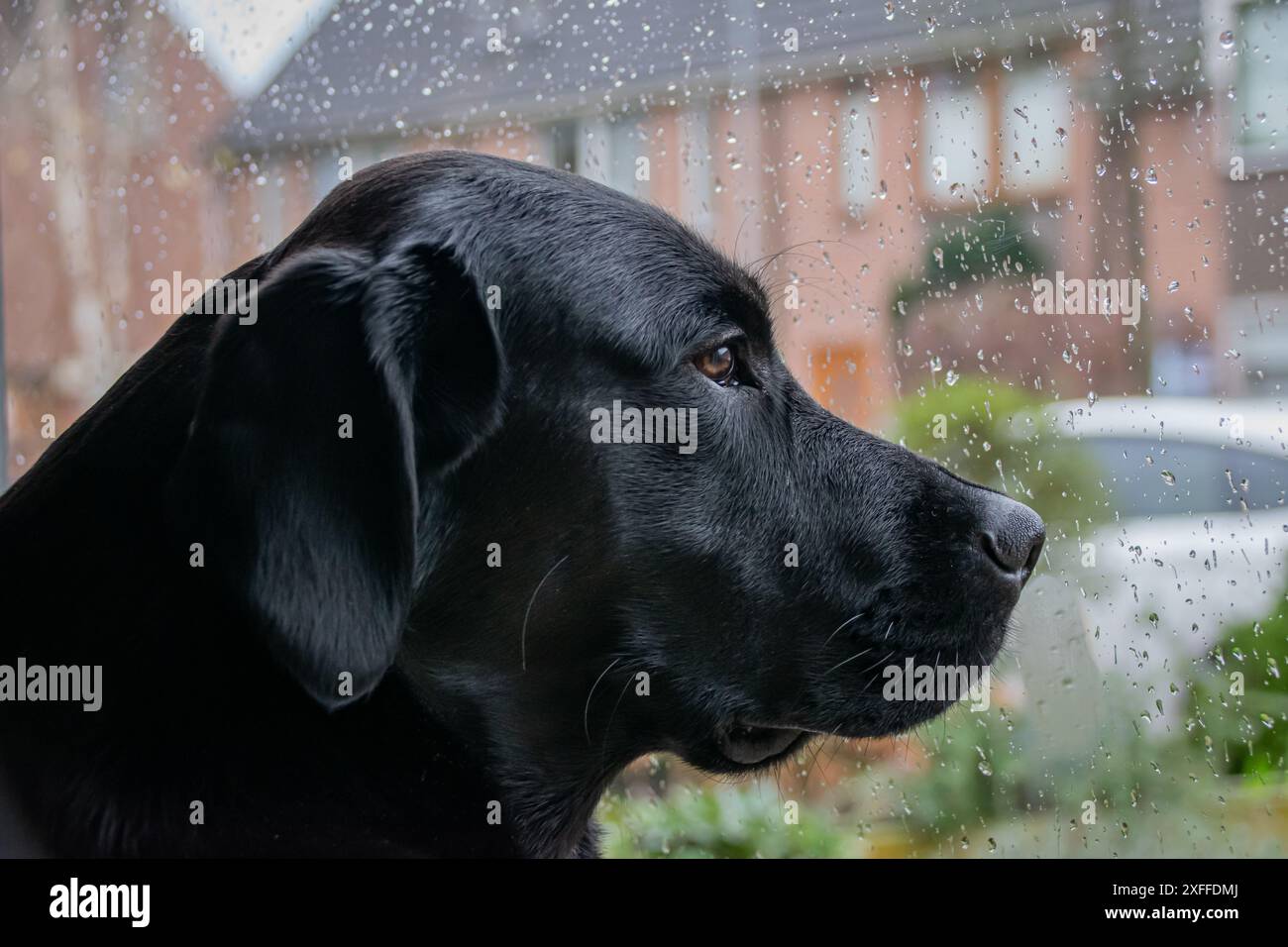Dog behind rainy window hi-res stock photography and images - Alamy
