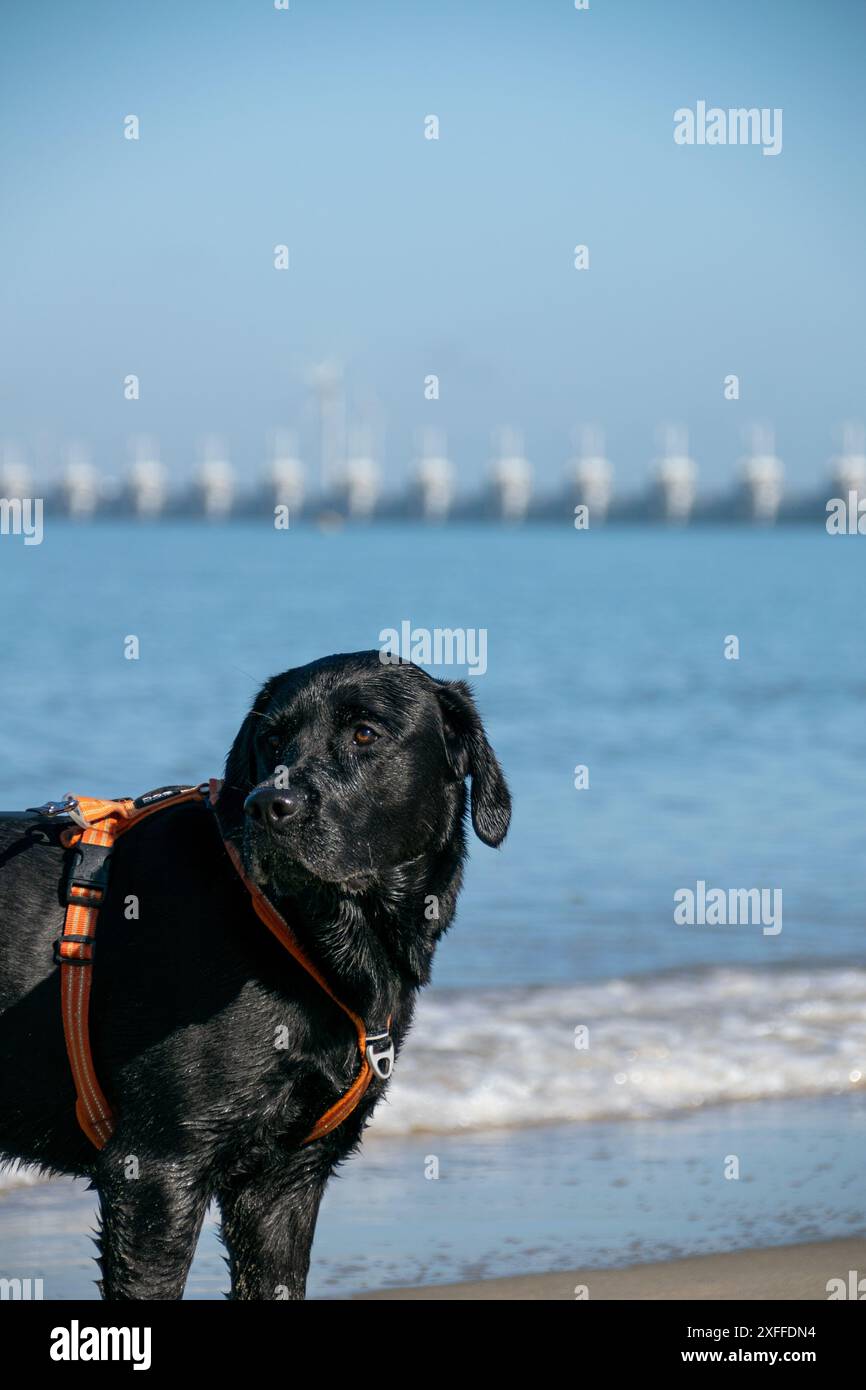 Black Labrador Retriever on the beach overlooking Delta Works in ...