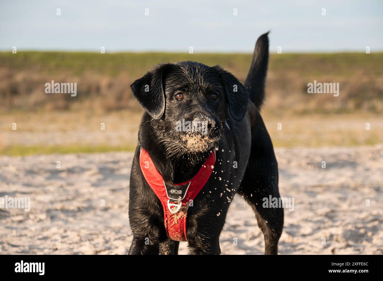 Black Labrador Retriever playing with sand on the beach between ...
