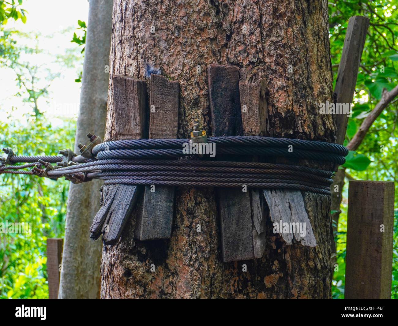 Securely fixing metal cables around trees in the forest Stock Photo - Alamy