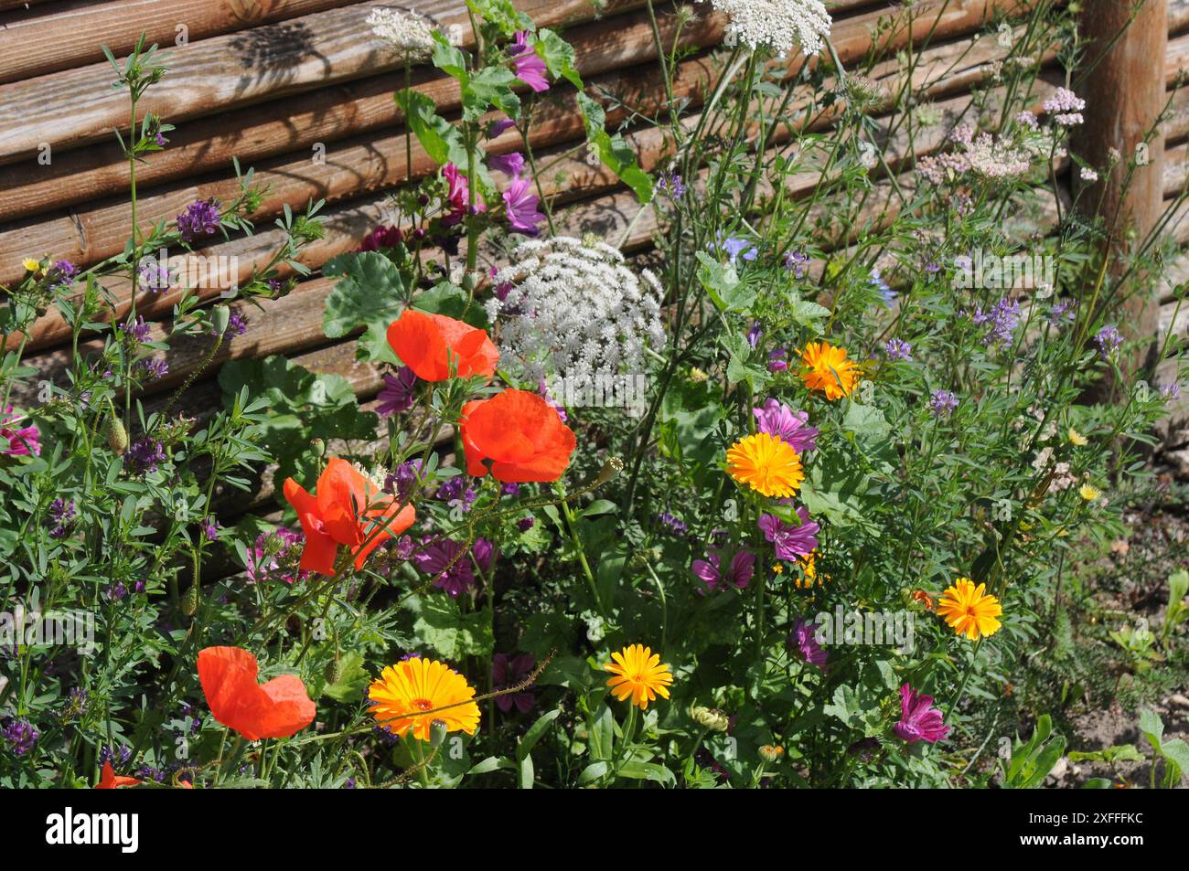 Copenhagen/ Denmark/03 July 2024/Flowers and fplants free lance ...