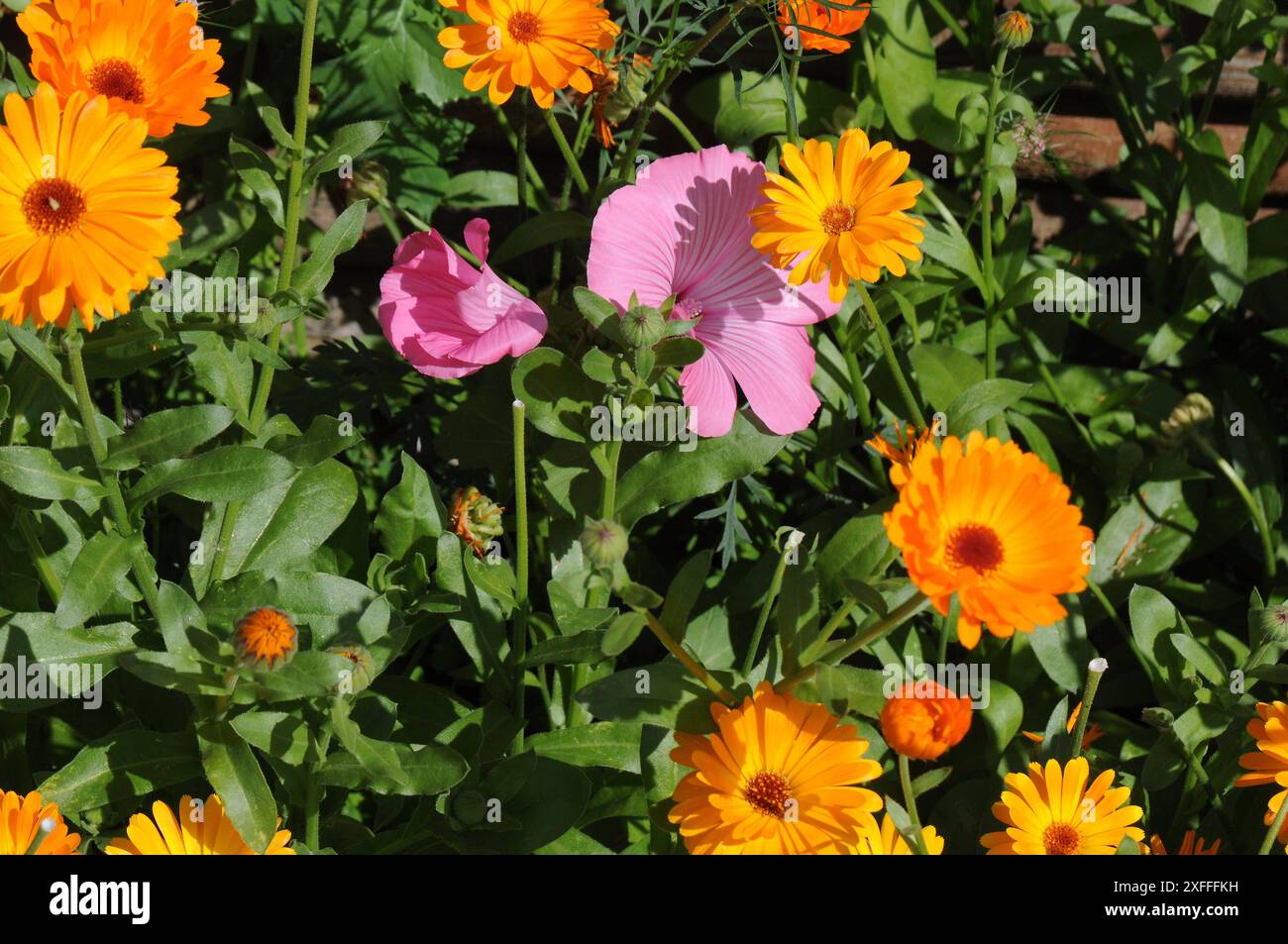 Copenhagen/ Denmark/03 July 2024/Flowers and fplants free lance ...