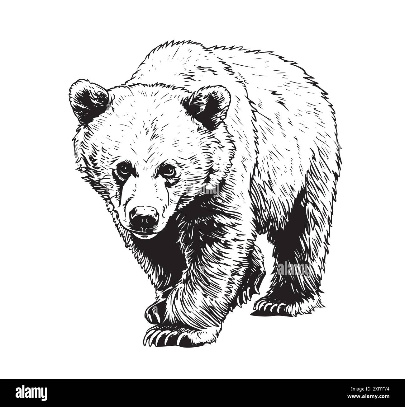 Bear hand drawn vector illustration. Wild animal Stock Vector Image ...