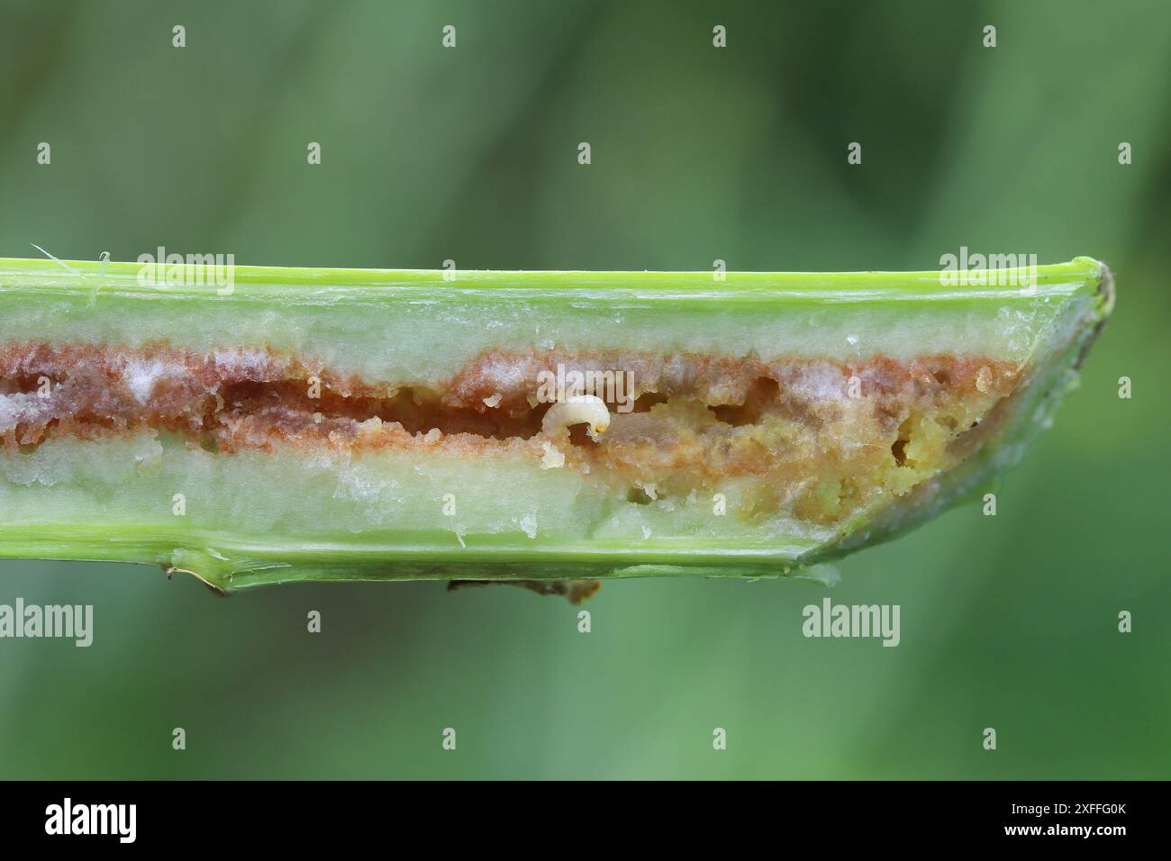 Larvae of Spotted cabbage stem weevil (Ceutorhynchus pallidactylus) and ...