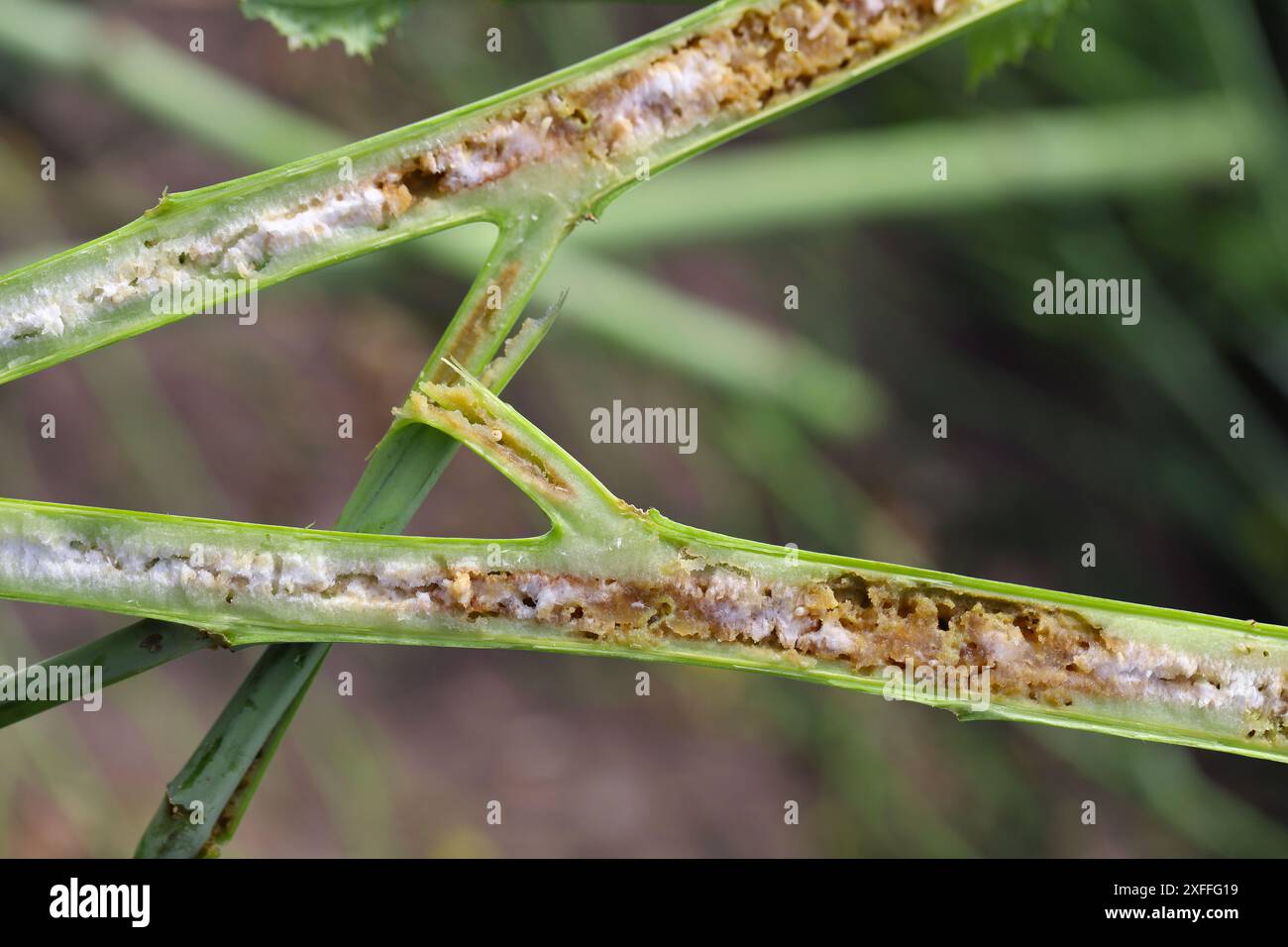 Cabbage stem weevil Ceutorhynchus quadridens larvae in an oilseed rape ...