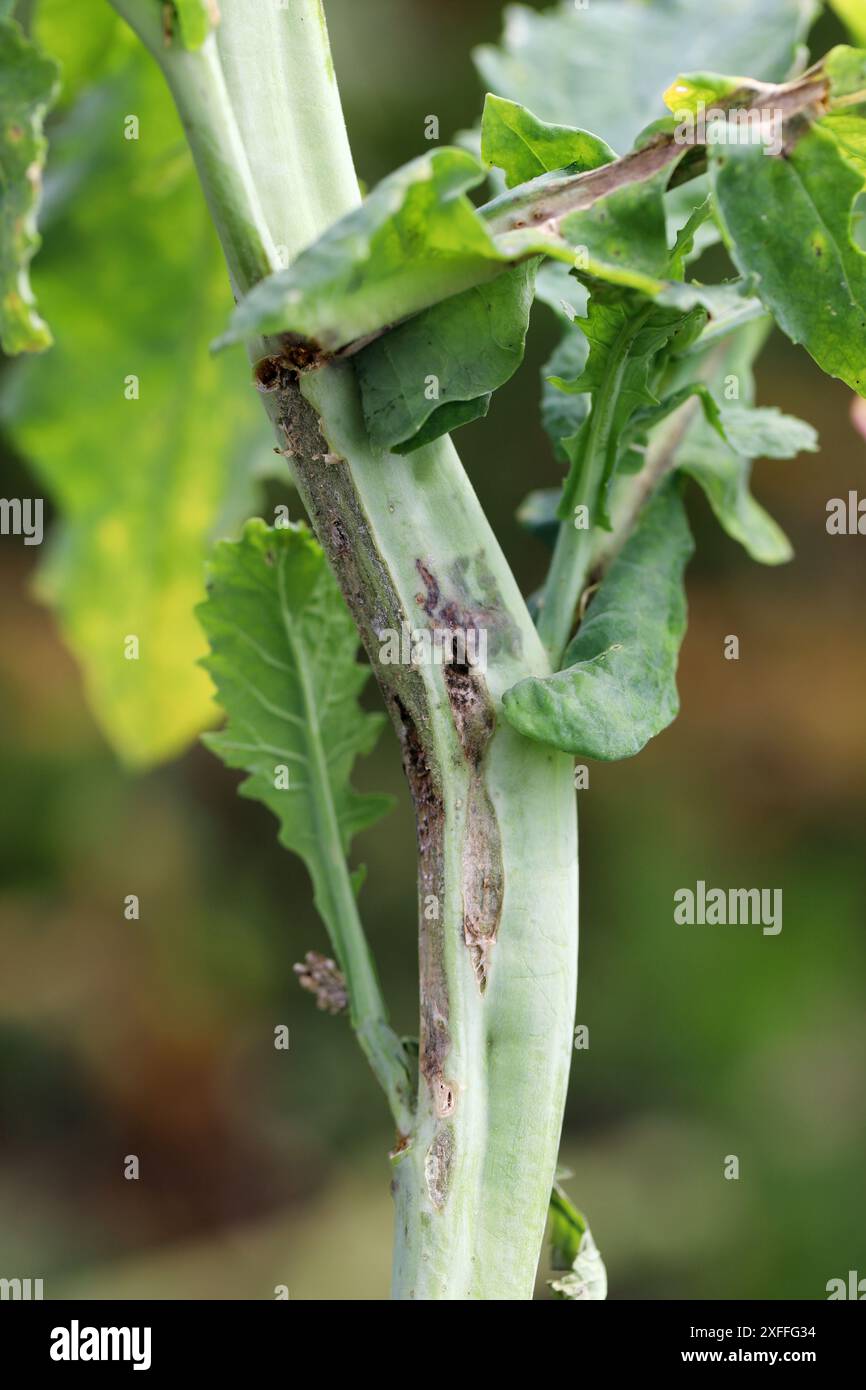 Oilseed rape stalk damaged by larvae of cabbage stem weevil ...