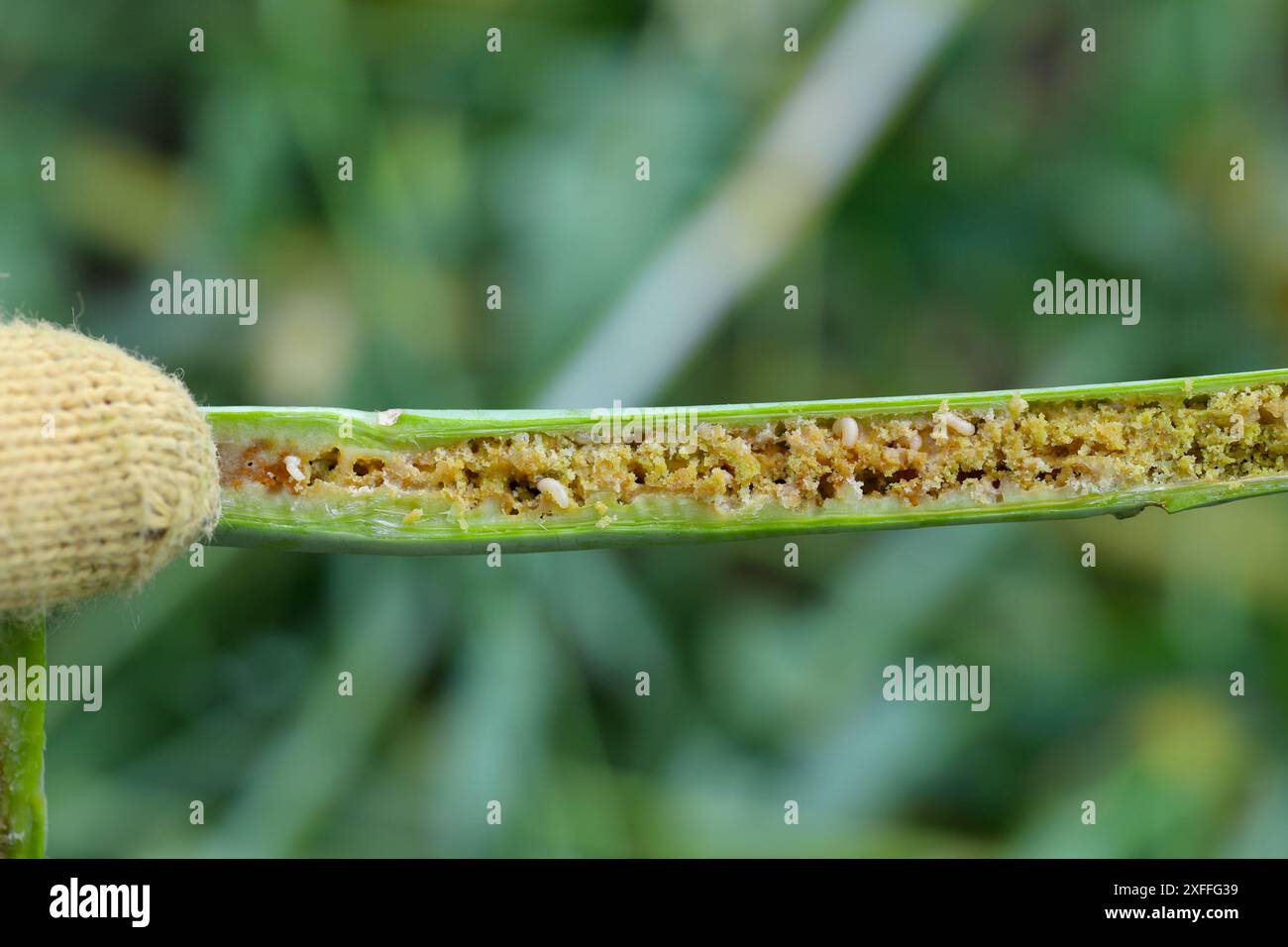 Cabbage stem weevil Ceutorhynchus quadridens larvae in an oilseed rape ...