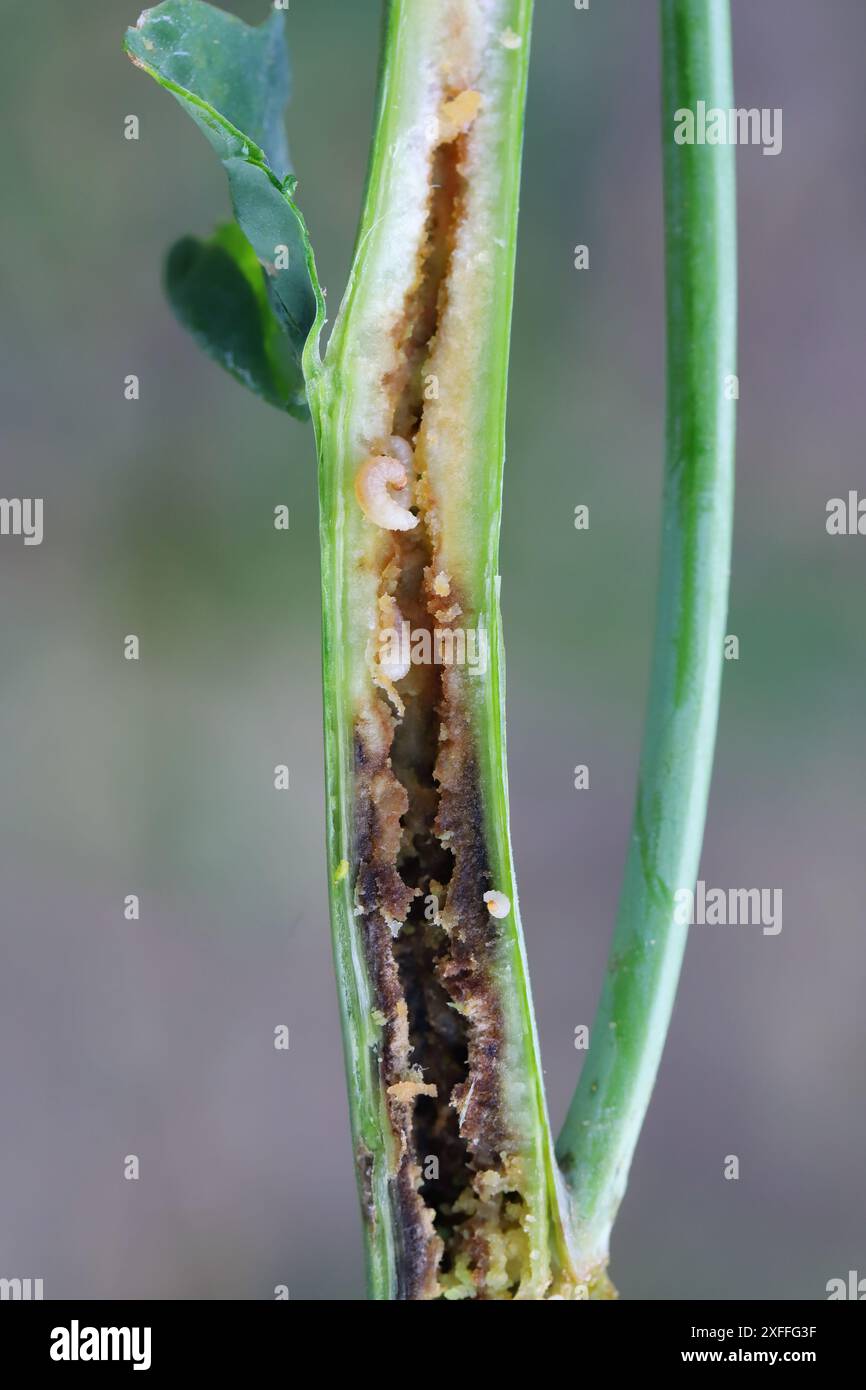 Oilseed rape stalk damaged by larvae of cabbage stem weevil ...