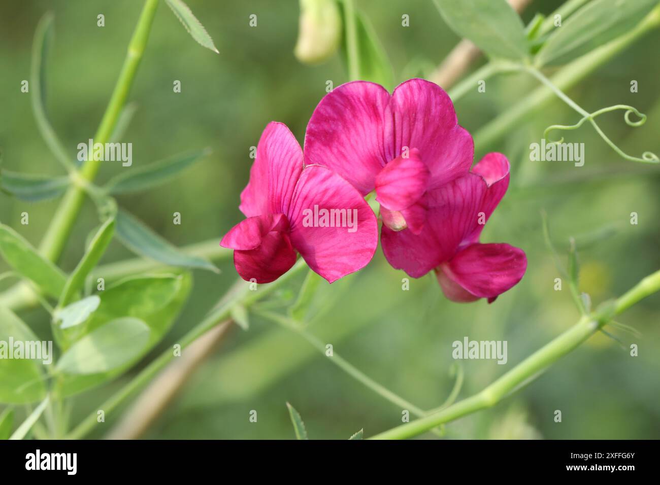 Pink flower of sweet pea close up. Wild flowers Stock Photo - Alamy
