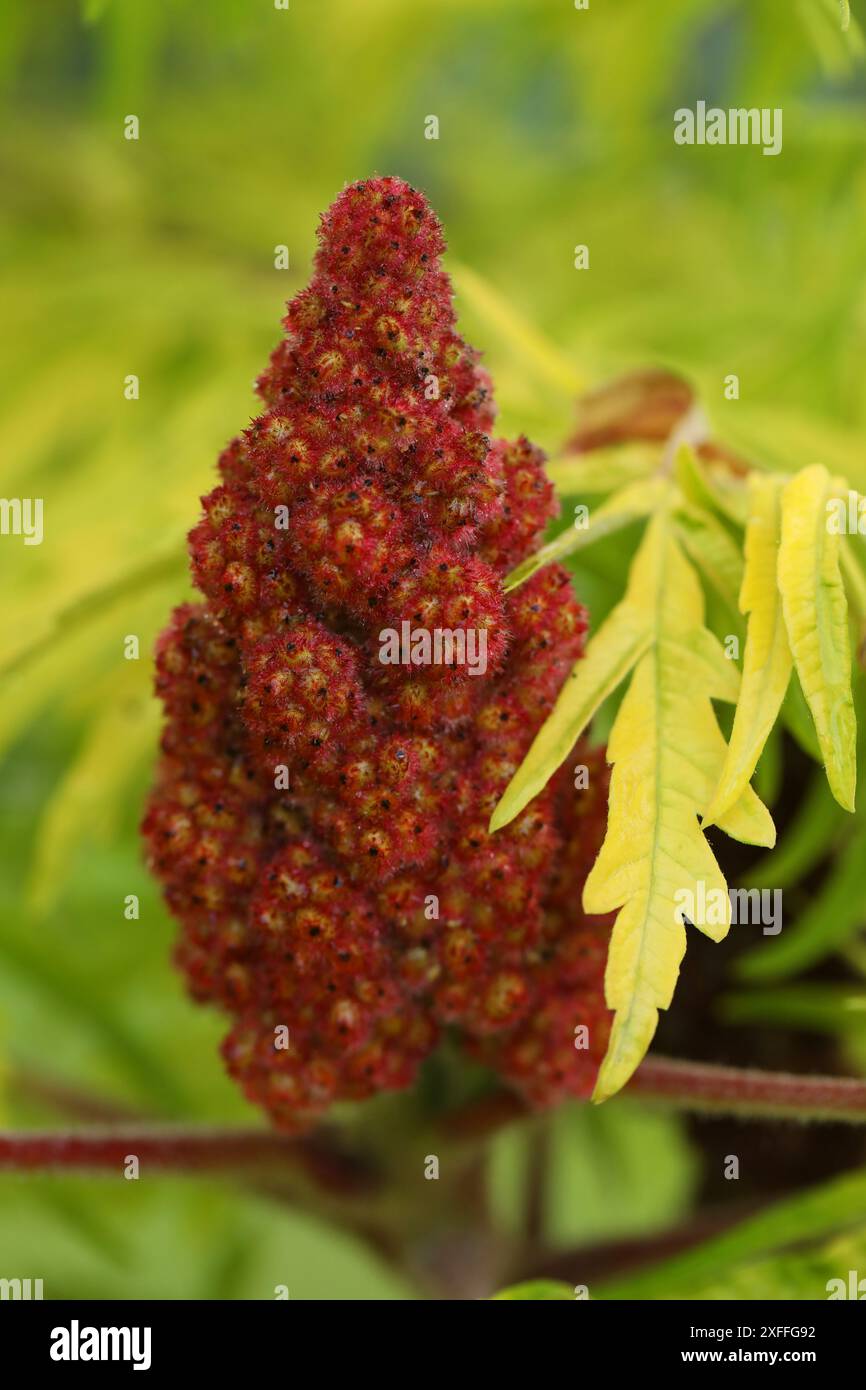 Yellow staghorn sumac blossom hi-res stock photography and images - Alamy