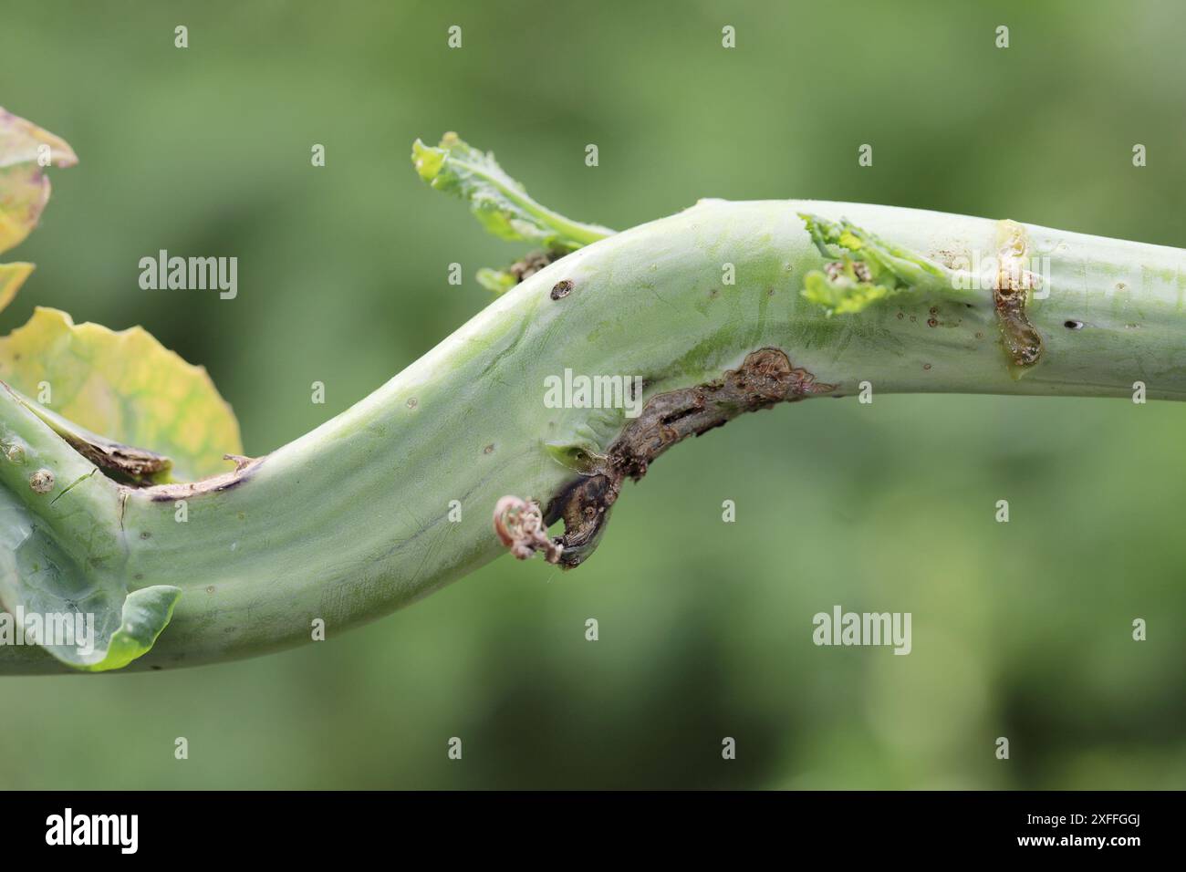 Oilseed rape stalk damaged by larvae of cabbage stem weevil ...
