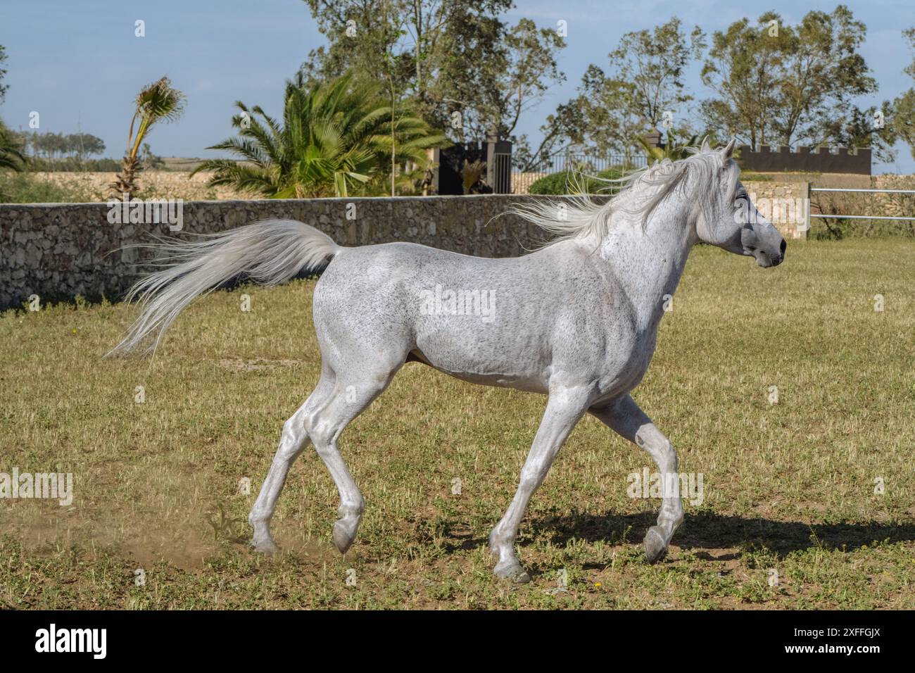 Galloping horse hi-res stock photography and images - Alamy